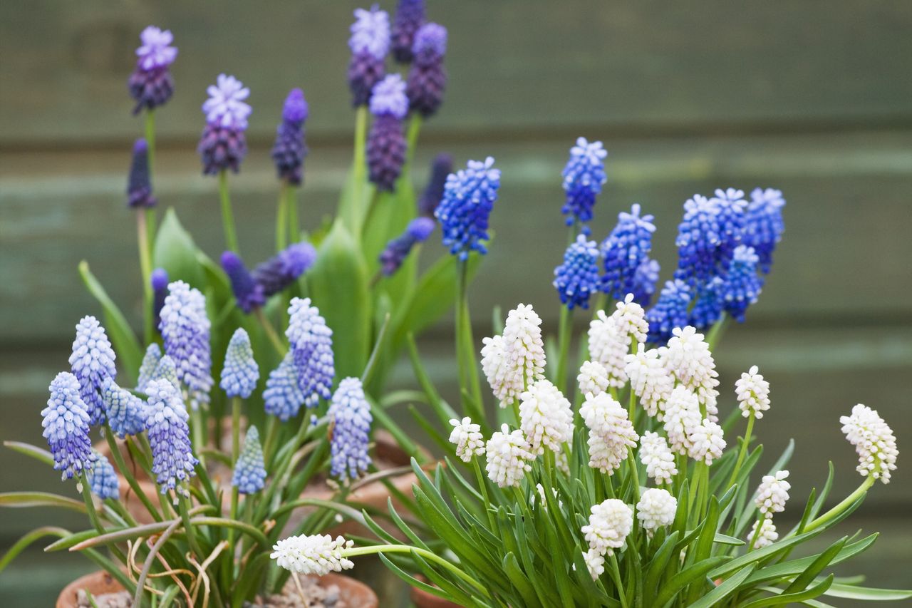 Diarmuid Gavin: Bee-friendly plants for colourful flower beds | Irish ...