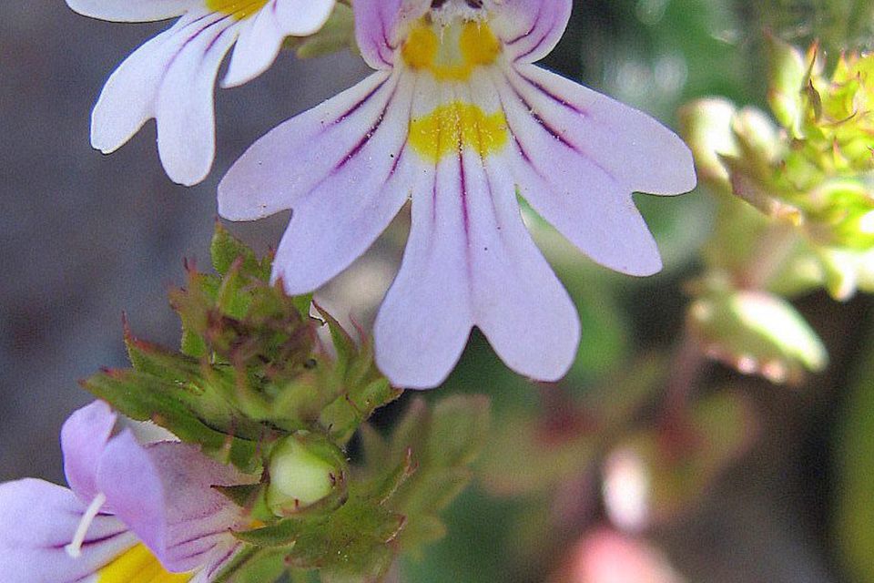 Keep an eye out for Ireland's own Eyebright variety | Irish Independent