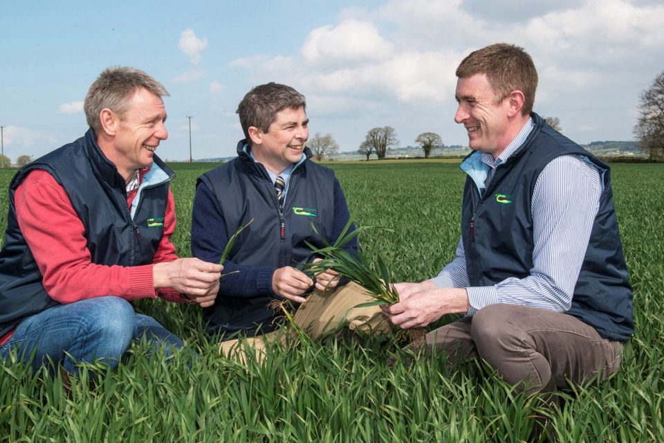 Tillage: It's decision time as spring cereals emerge rapidly | Irish ...
