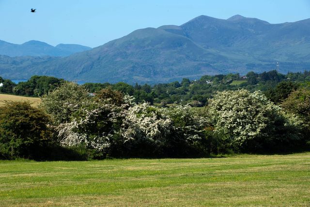 ‘How do I report my neighbour for illegally removing hedgerows, without ...