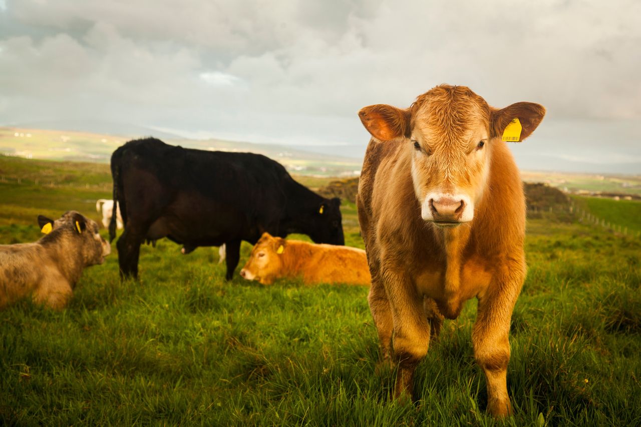 Breeding smaller cows ‘not the focus of beef index update’ | Irish ...