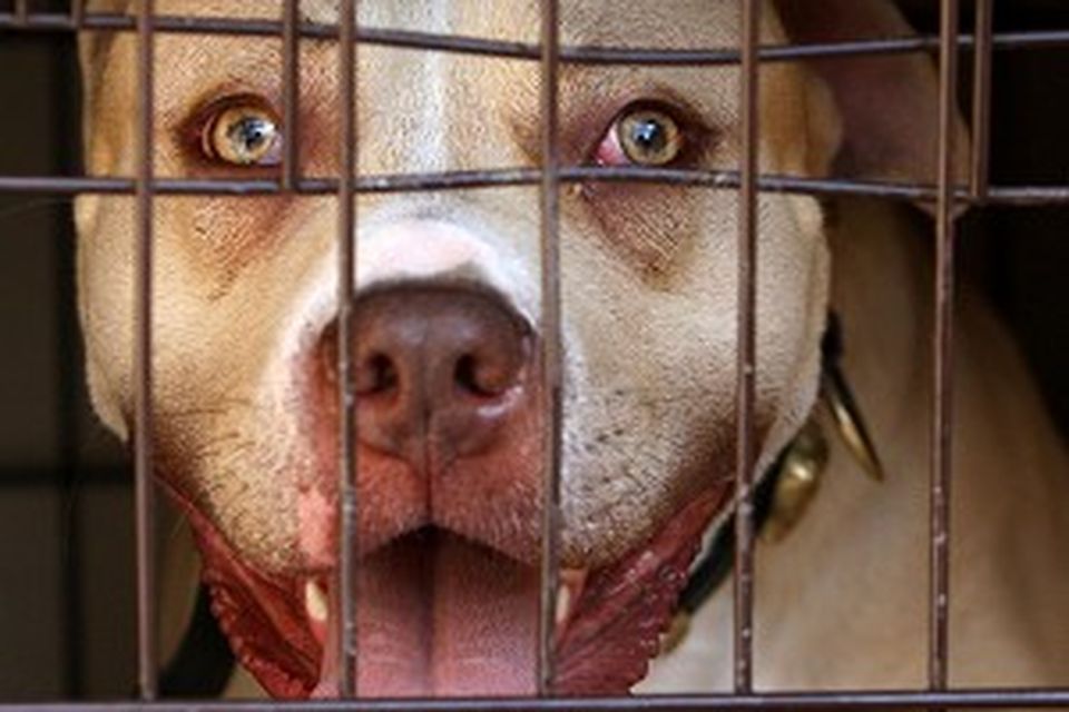 New dog law passed by Assembly | Irish Independent