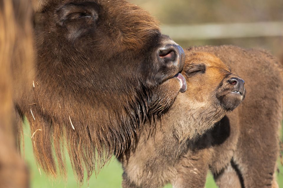 Fota Wildlife Park celebrates the birth of baby bison | Irish Independent