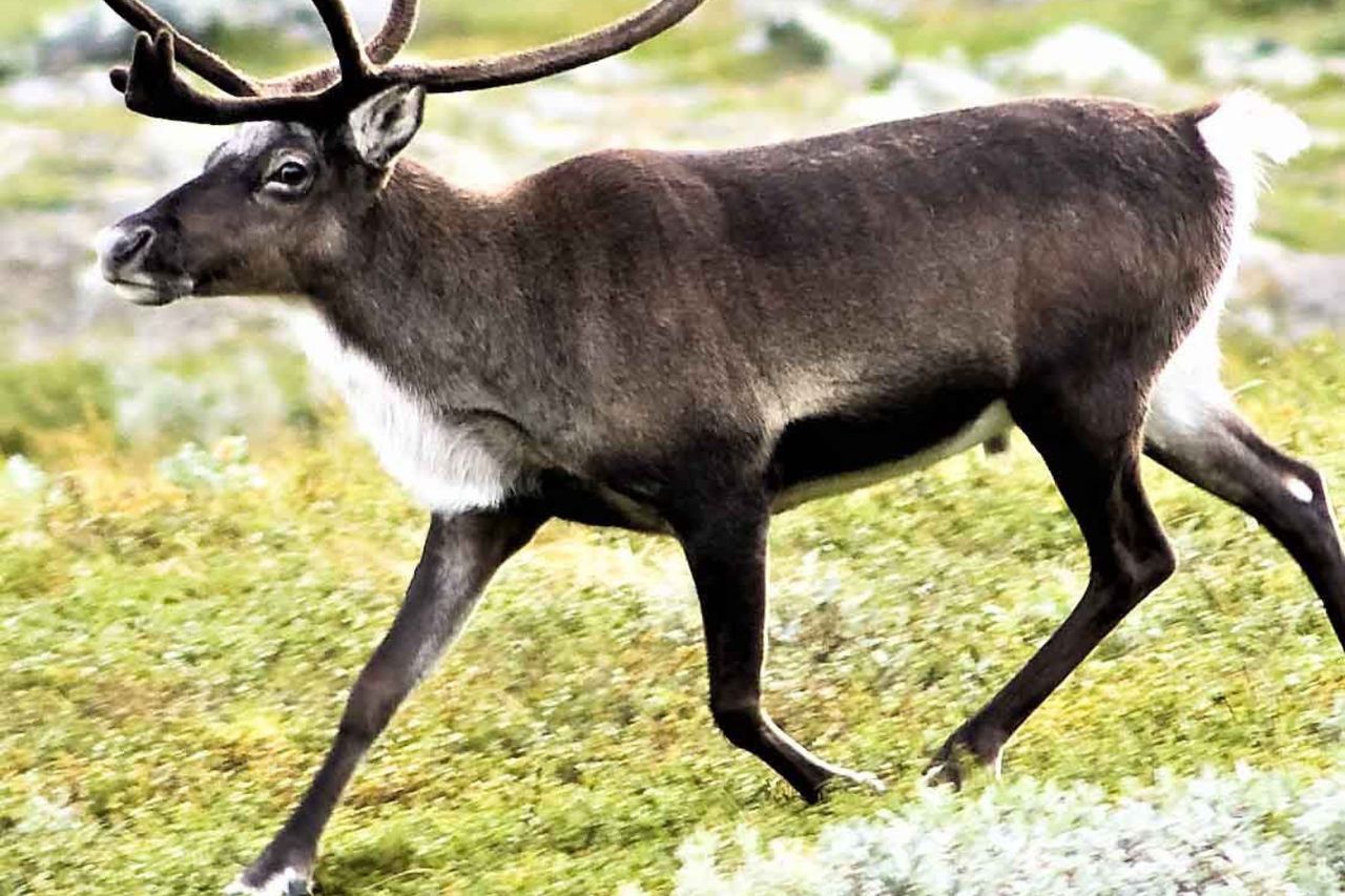 Reindeer once live in Ireland... 13,000 years ago | Irish Independent