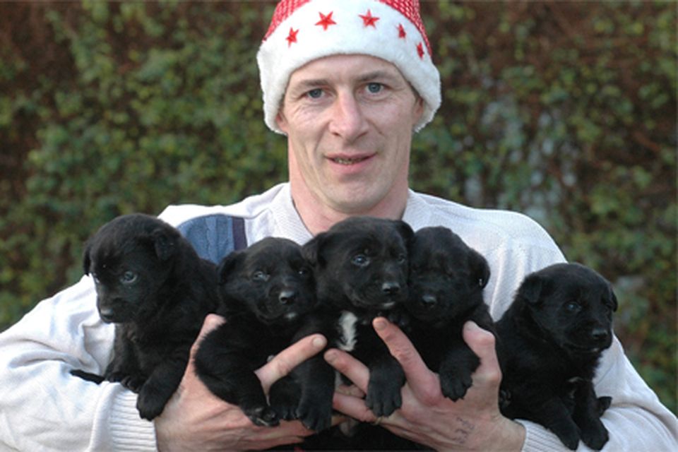 Five lucky pups rescued in graveyard | Irish Independent