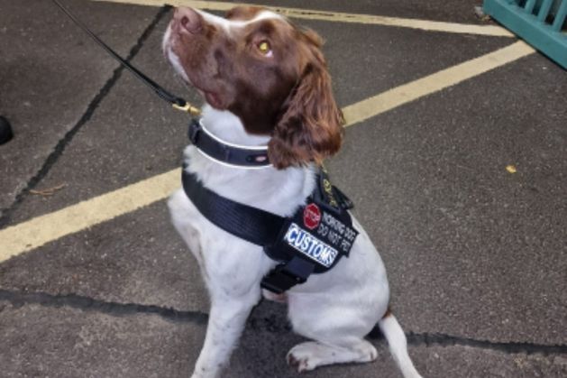 Detector dog Alfie helps Donegal gardaí catch ten people with drugs at ...