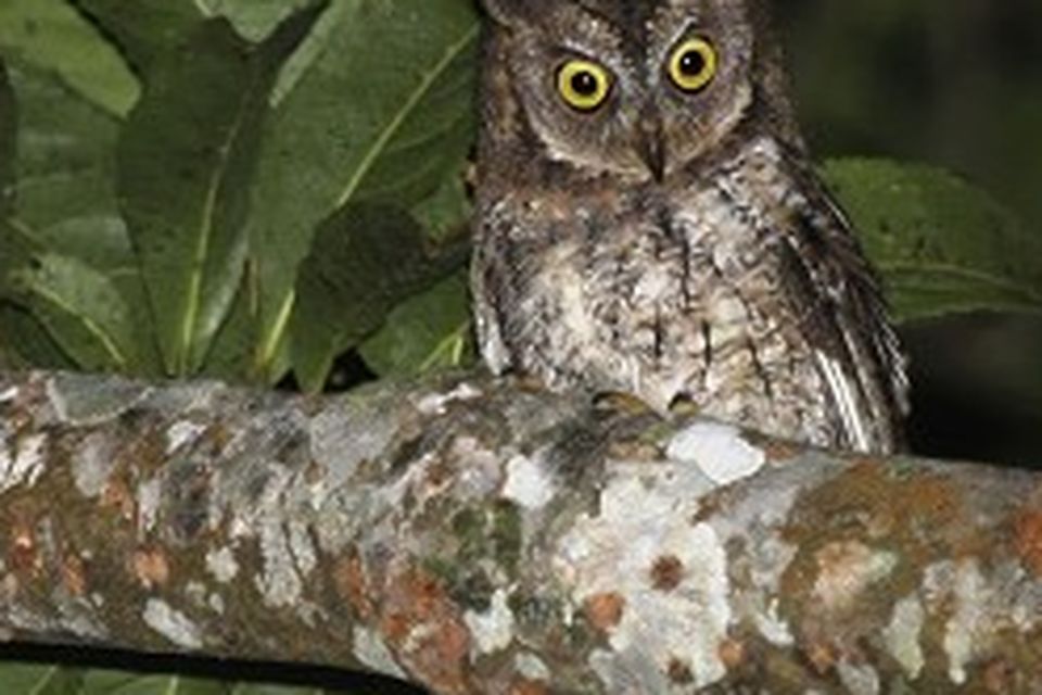 Scientists identify new owl species | Irish Independent