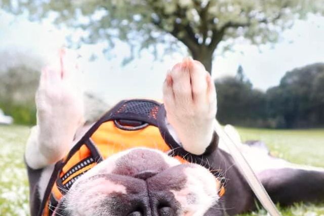 TikTok dog Toby the Gentleman gets good news from vet after treatment ...