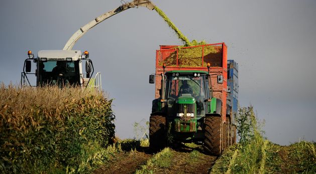 Record yield in maize as area looks set to grow | Irish Independent
