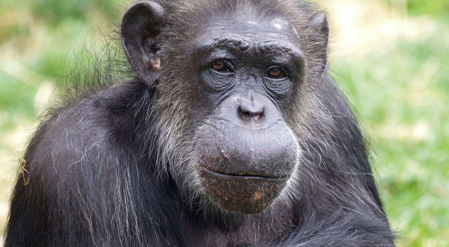 Choppers, the last surviving PG Tips chimpanzee, dies aged 48 ...