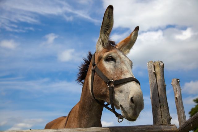 Woman sued owner of randy ‘Jack’ donkey that tried to mount her horse ...