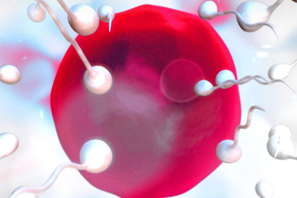 Scientists discover ‘motherhood’ protein that helps sperm fertilise ...