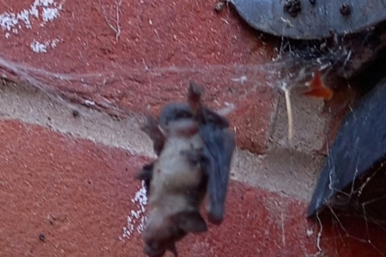 False widow spider found trapping and eating bat in family attic ...