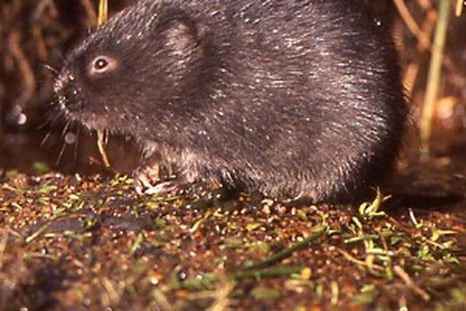 Water voles' 'amazing' mate treks | Irish Independent