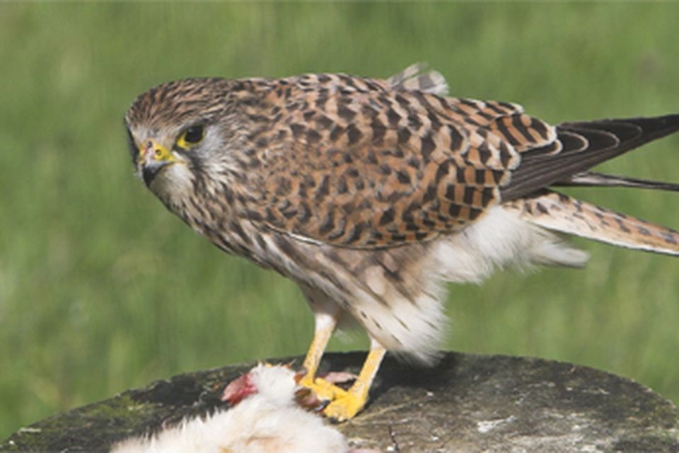 Paradise found for the kestrel | Irish Independent