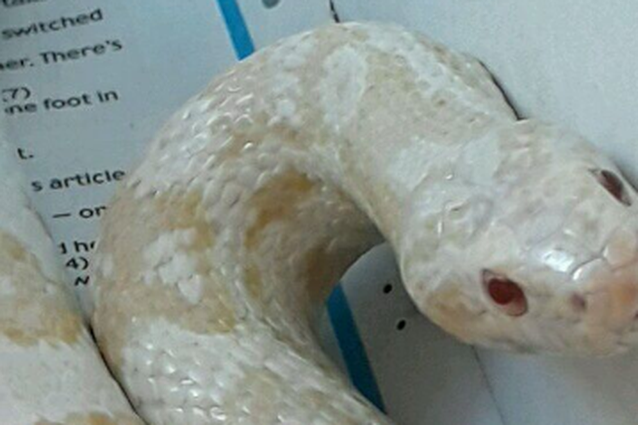 Slither me timber – 5-foot snake found in Dublin tree | Irish Independent