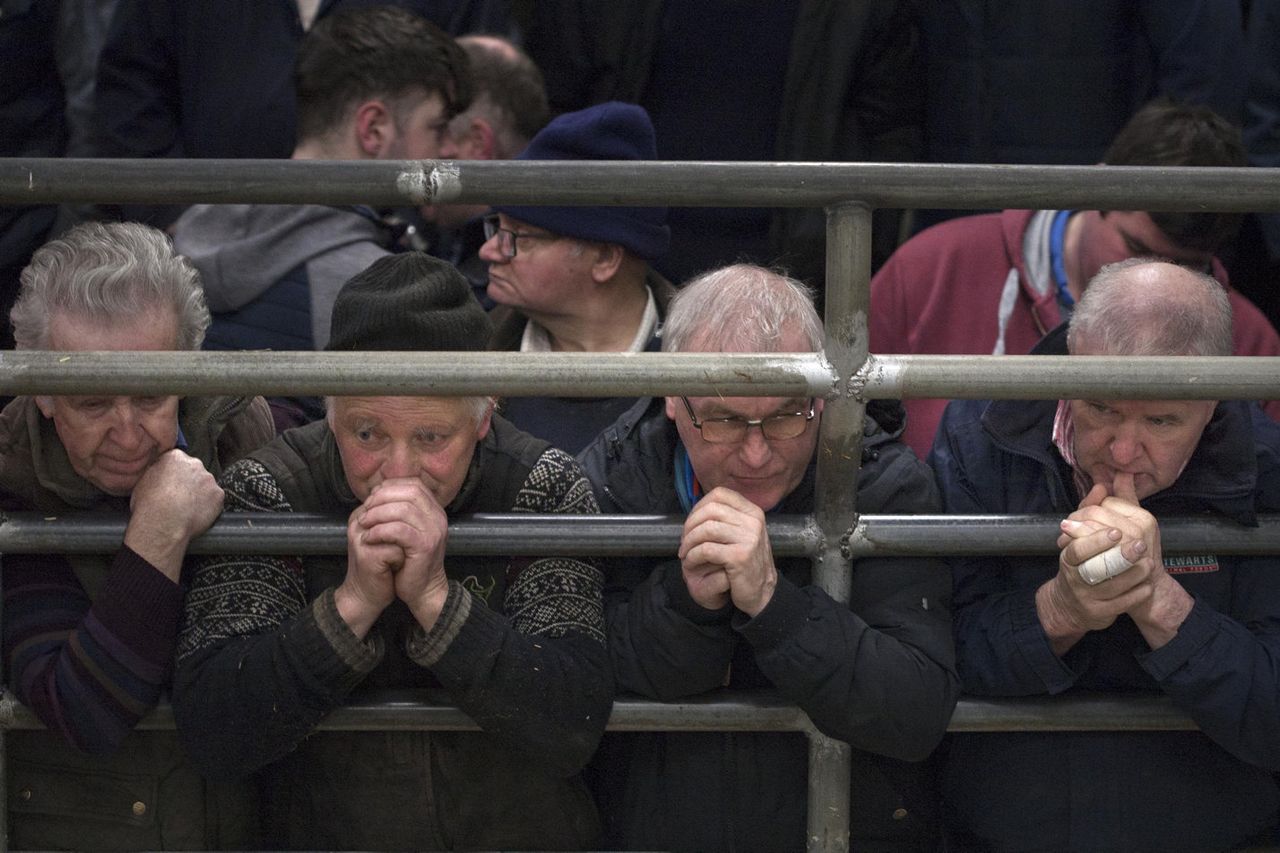 Review of grid expected as quality beef cattle kill collapses | Irish ...