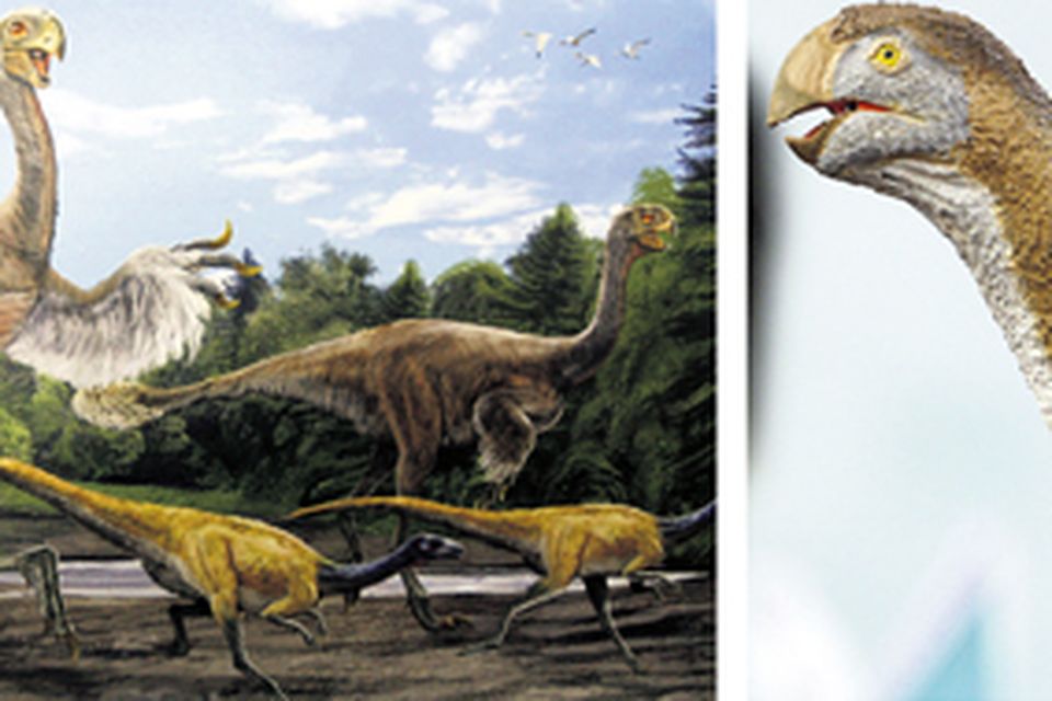 'Big Bird' of dinos dwarfed T Rex | Irish Independent