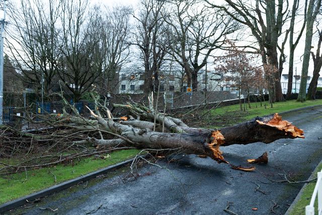 Pictures show the aftermath of Storm Isha in Sligo as clean-up is ...