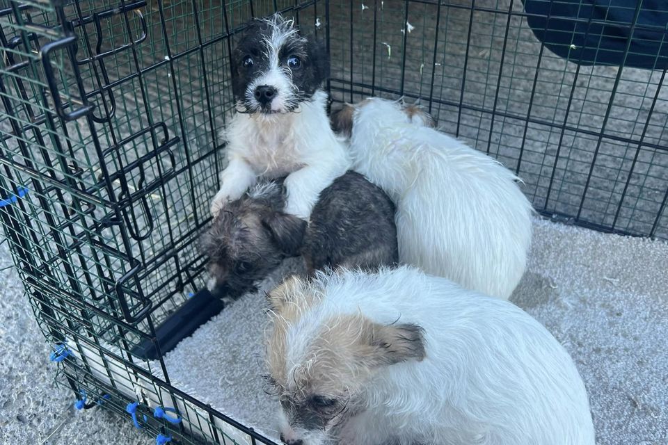 Four puppies found ‘shaking and terrified’ in freezing temperatures in ...