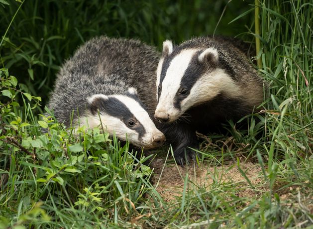 Concerns for badger setts stall €141m solar farm proposal | Irish ...