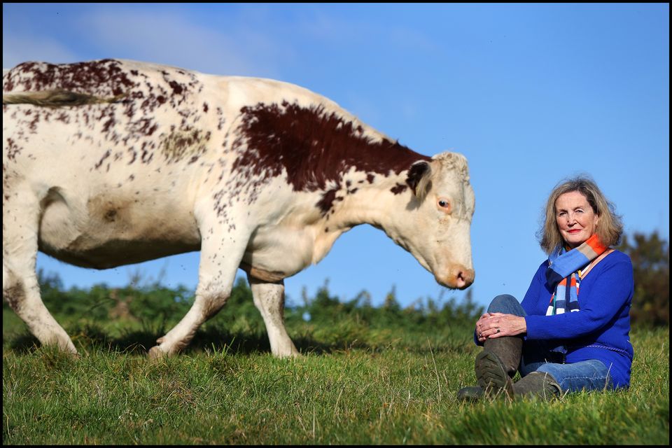 Udderly delightful: How cow cuddling can relieve stress and boost ...