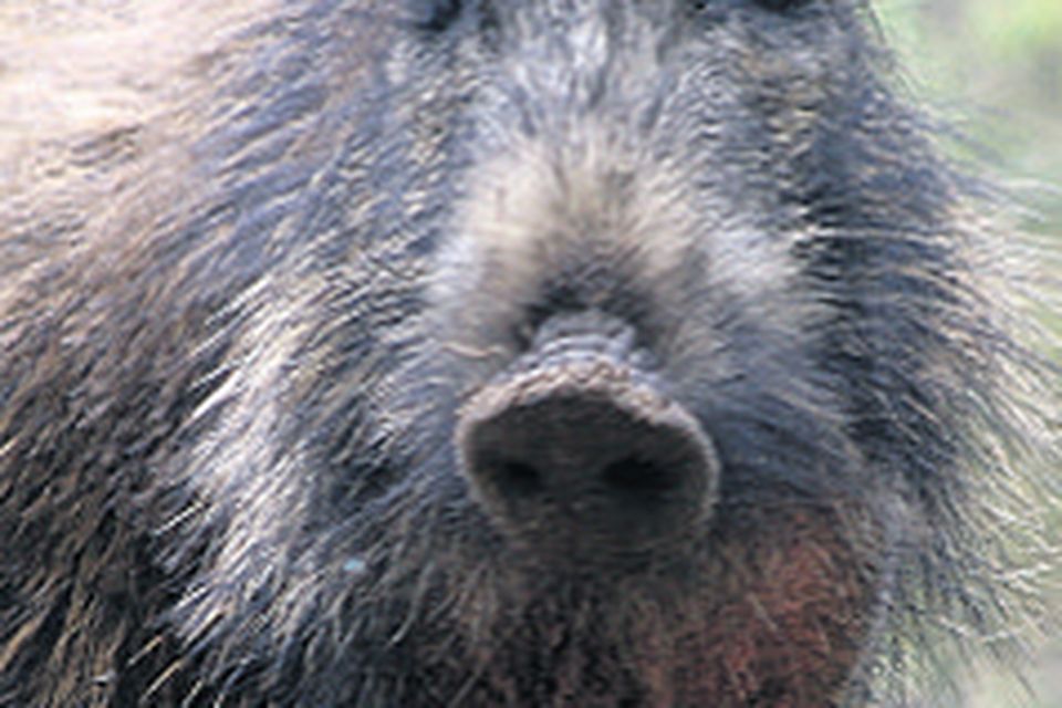 Nature groups in 'Boar War' over wild pigs roaming our countryside ...