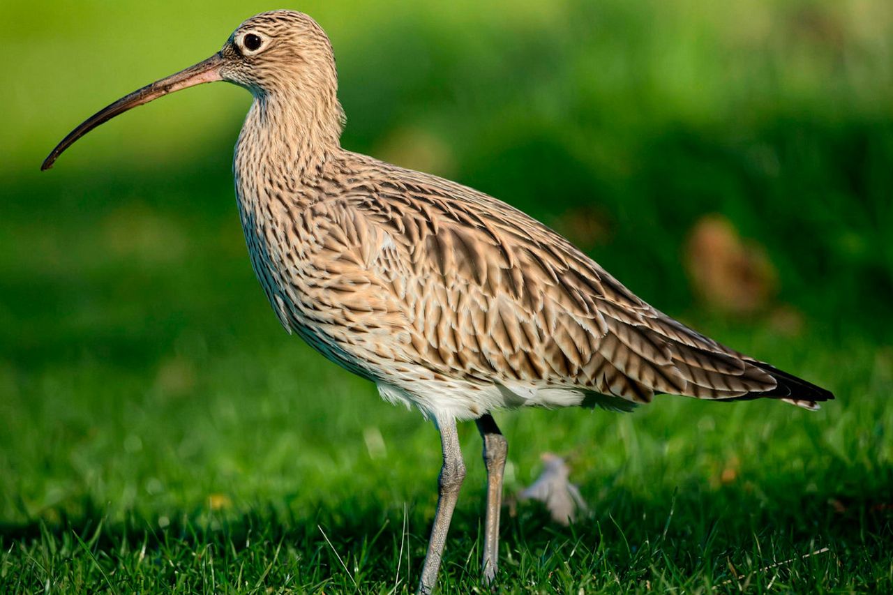 The last cry of the curlew? State to splash €100,000 to save rare bird ...