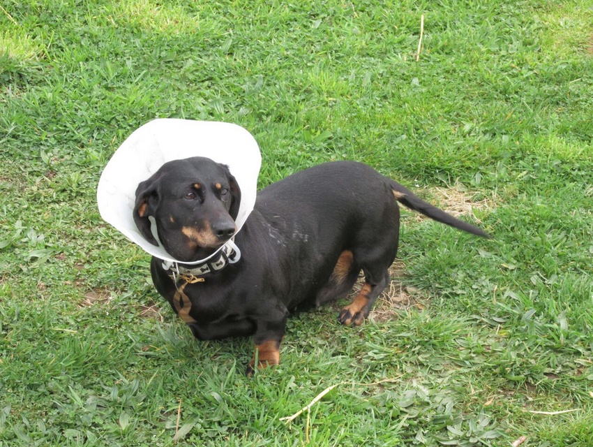 Shocking footage shows woman violently kicking small dog who needed ...