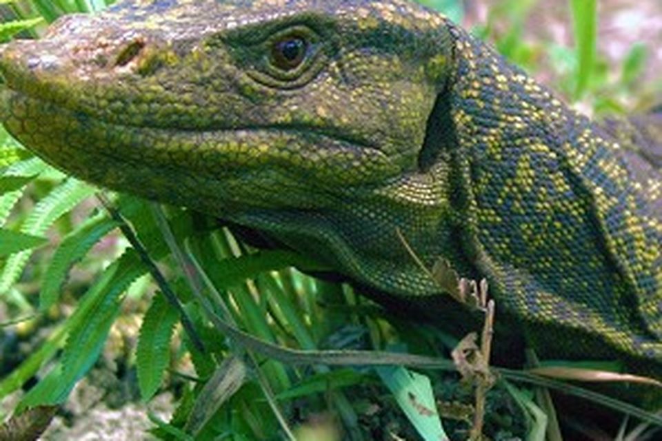 Giant lizard species discovered | Irish Independent
