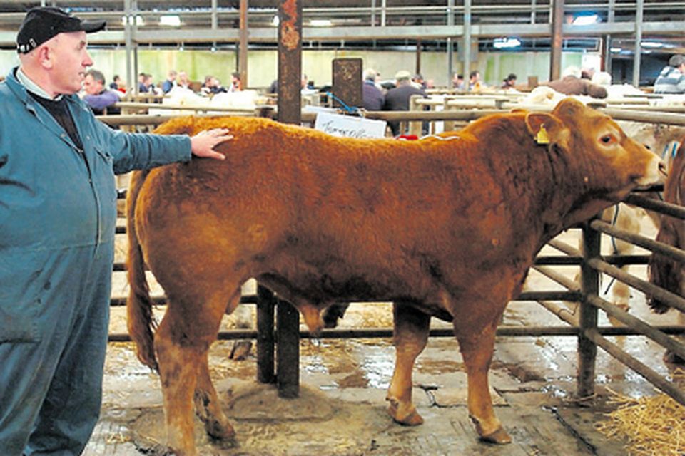 Last chance to take action against winter cattle diseases | Irish ...