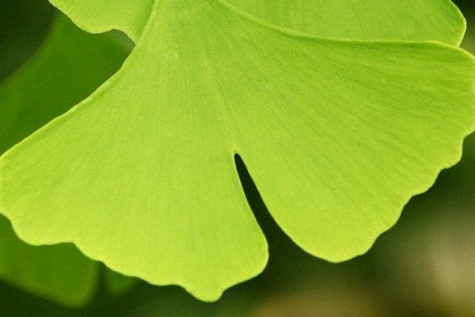The Gingko tree is unique - it is a living fossil | Independent.ie