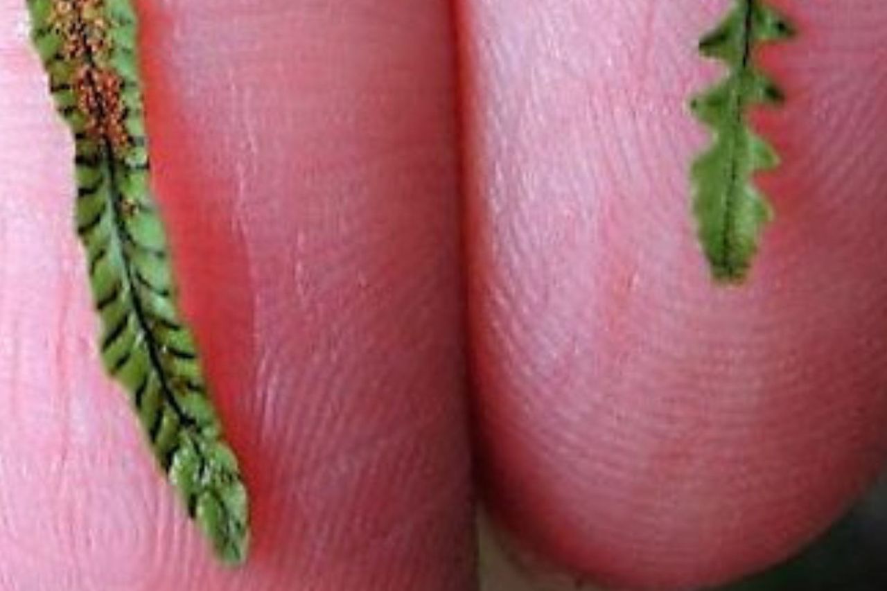 Extremely rare fern found in Irish woodland | Independent.ie