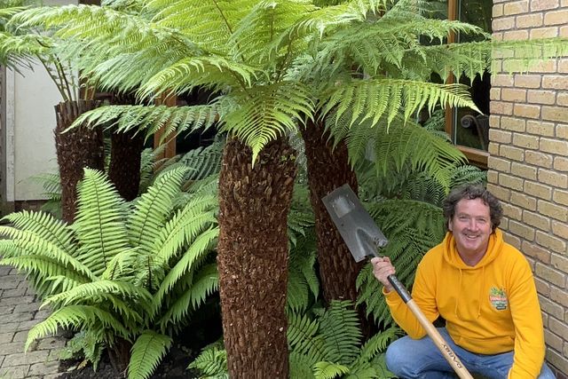 Diarmuid Gavin: Four years ago I planted my tree fern forest in the ...