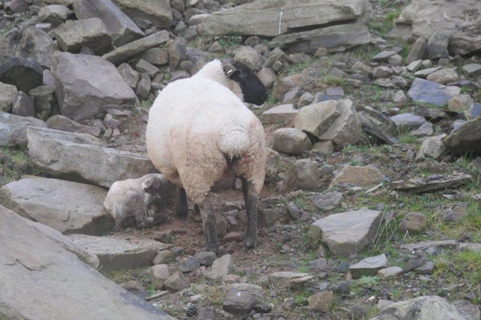 Gardai rescue trapped new born lamb | Irish Independent