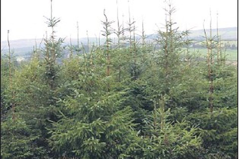 Forestry proves a real growing investment for farmers | Irish Independent