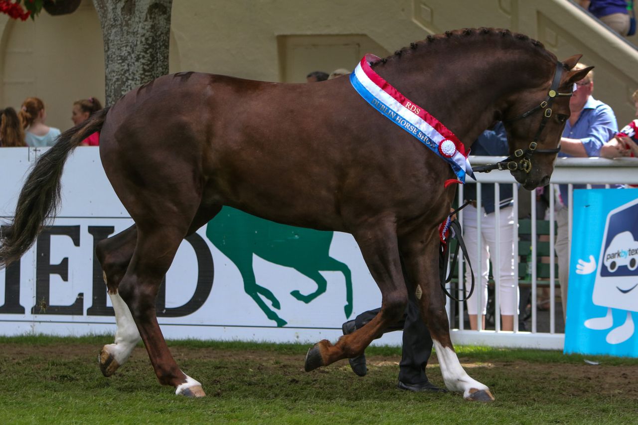 Carrabawn Cross lifts Draught crown | Irish Independent