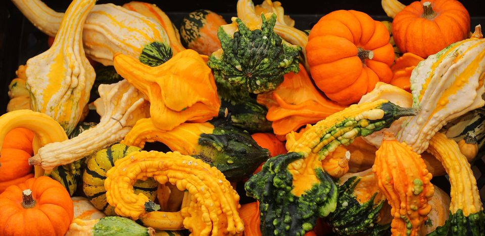 Swords farmer producing 140,000 gourds as demand for Halloween ‘mini ...