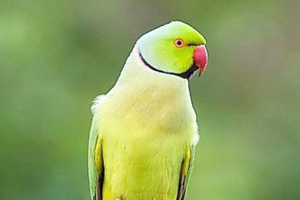 Have you seen any tropical parrots lately? | Irish Independent