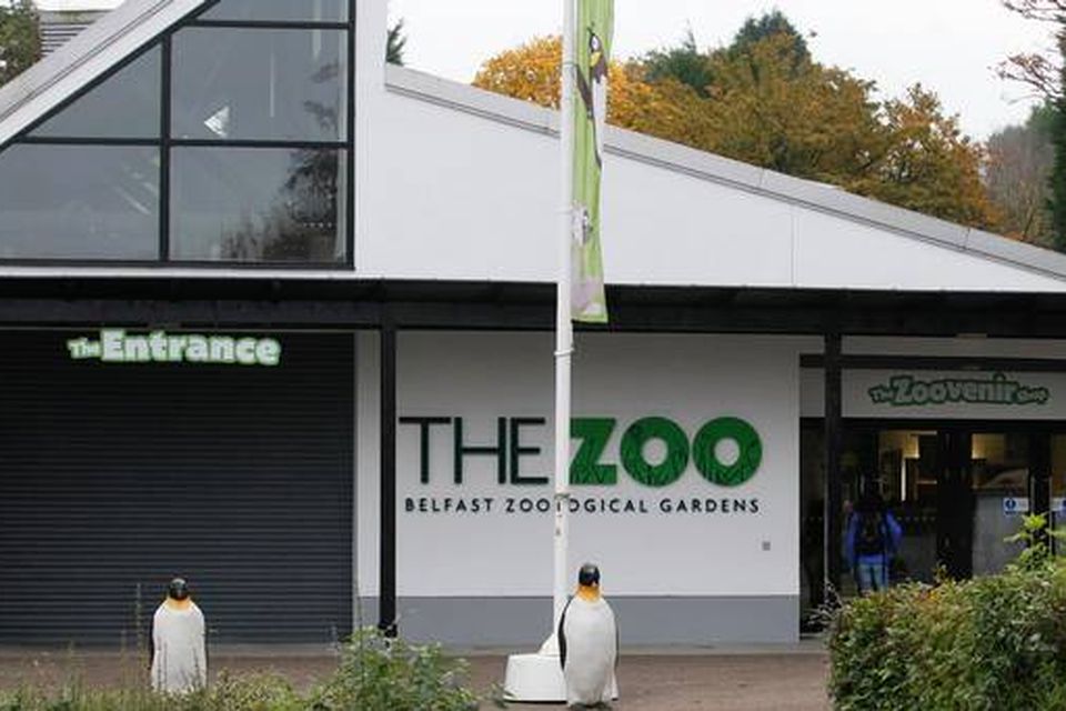 Red panda found safe after going missing from Belfast Zoo | Irish ...