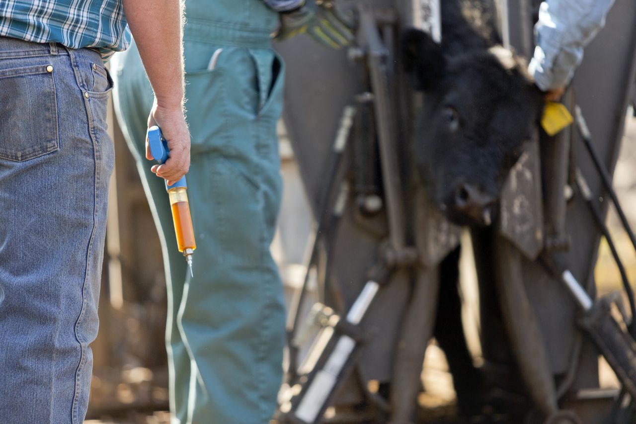 Eamon O’Connell: Dosing animals is not a job for the fastest gun in the ...