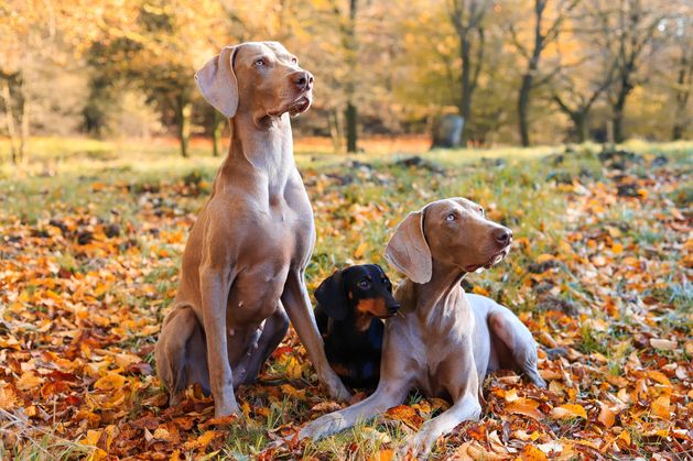 Pete the Vet: Animals cannot vote, so you must vote for them | Irish ...