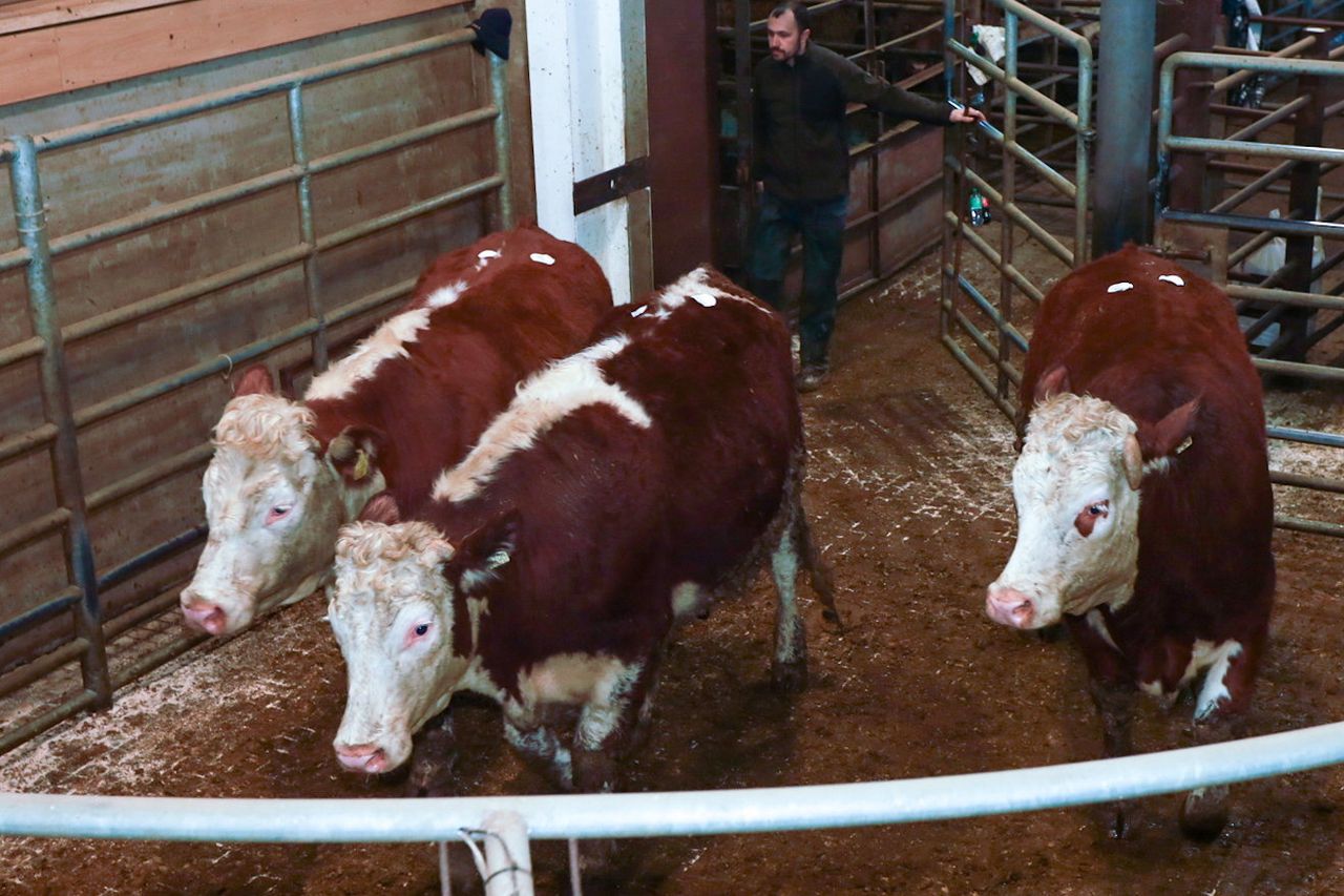 Carnew mart has record breaking show with over 1,000 top quality cattle ...