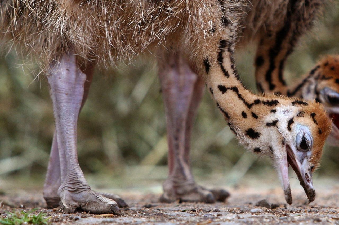 There's an ostrich family on the loose in the UK | Irish Independent