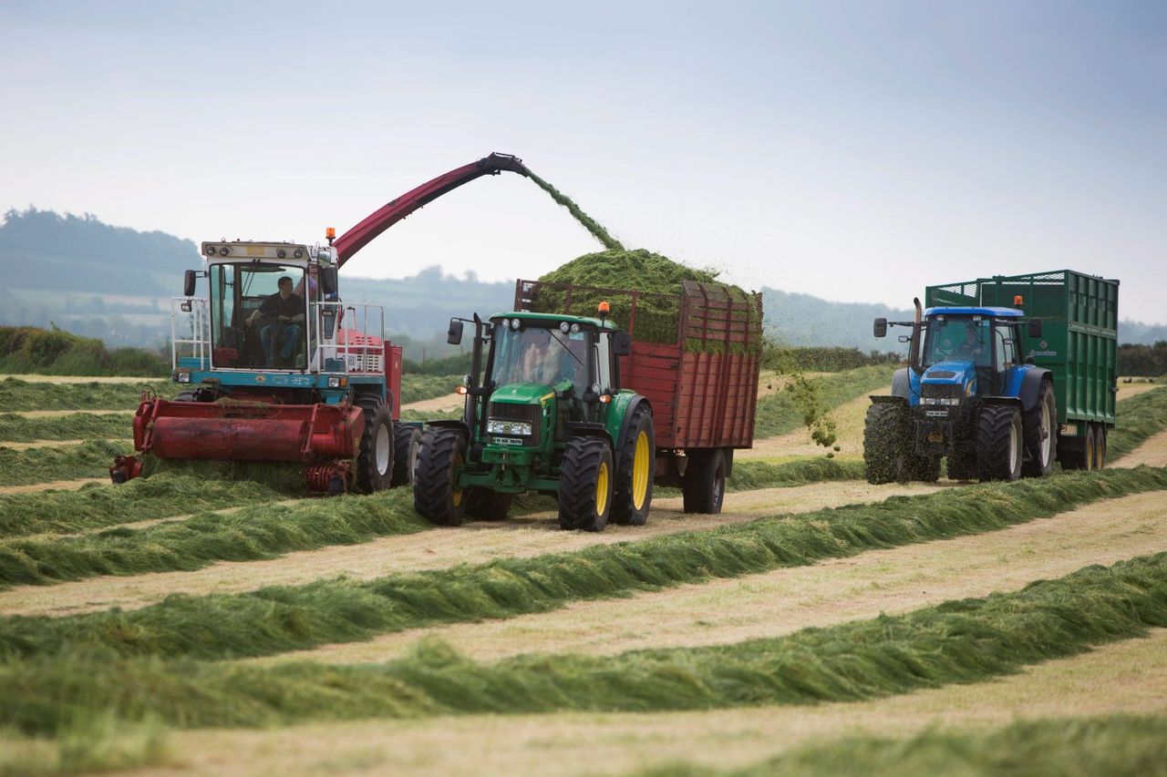 Sheep: Maggots, scald and shearing - sunny days are here again! | Irish ...