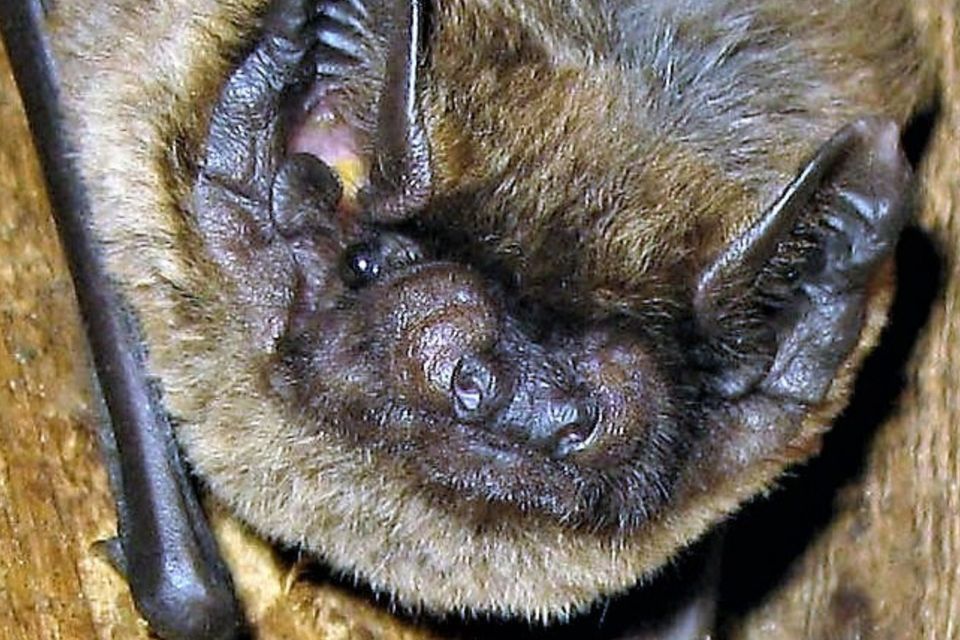 Irish population of Leisler's Bat largest in Europe | Irish Independent