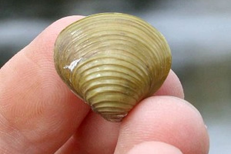 Invasive clam found in Shannon | Irish Independent