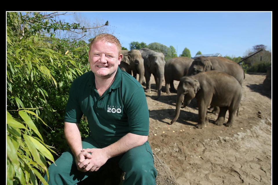 Heatwave Ireland: Sand baths and frozen fruit: how the animals at ...