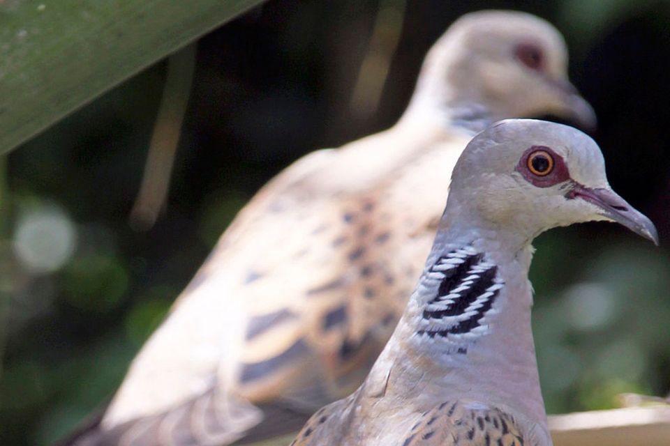 High-rise martins and two turtle doves | Irish Independent