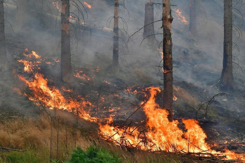 Orange warning as risk of forest fires in Ireland high until weekend ...